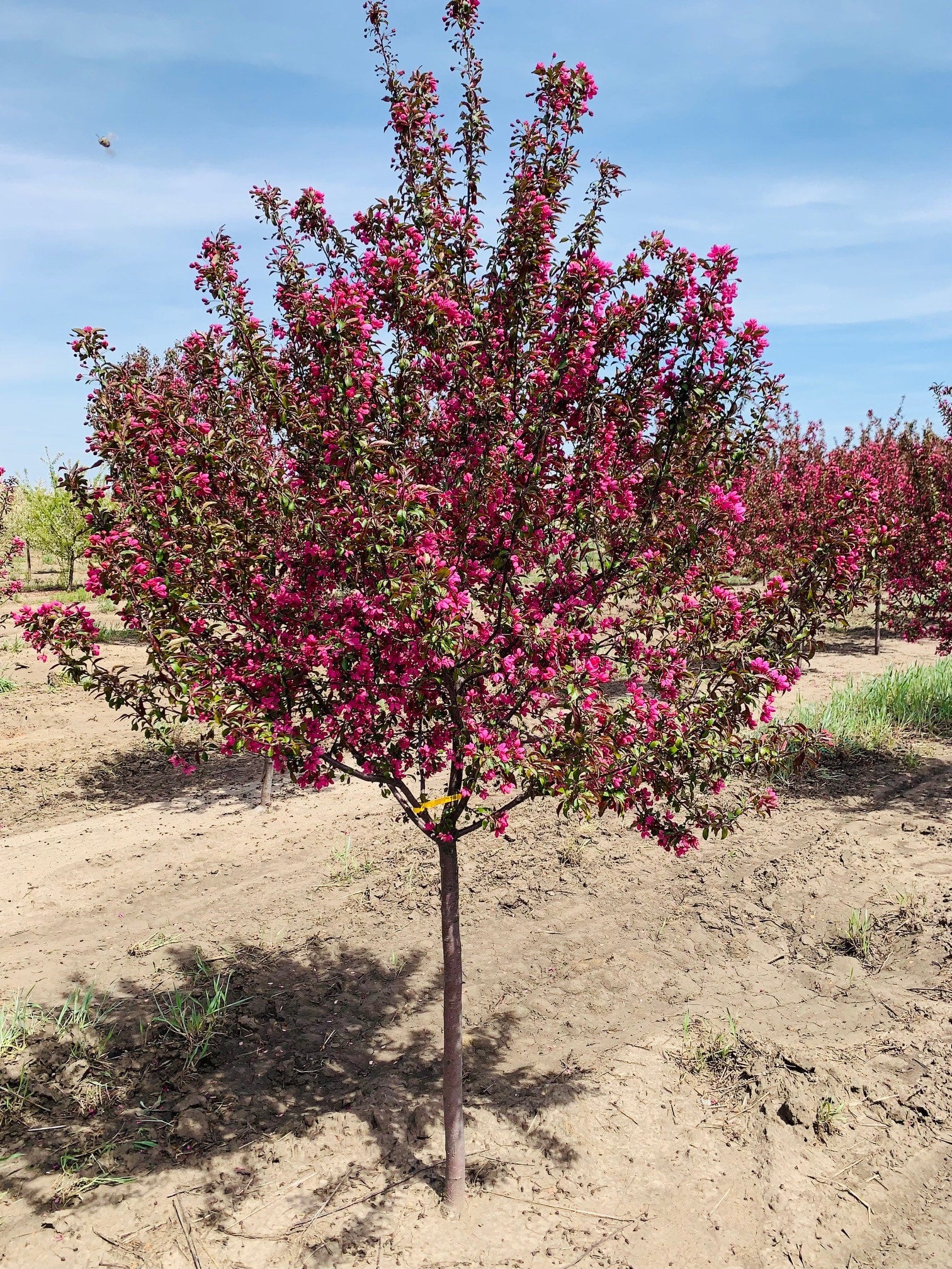 Malus 'Purple Prince' Crabapple | Six Mile Nursery LLC