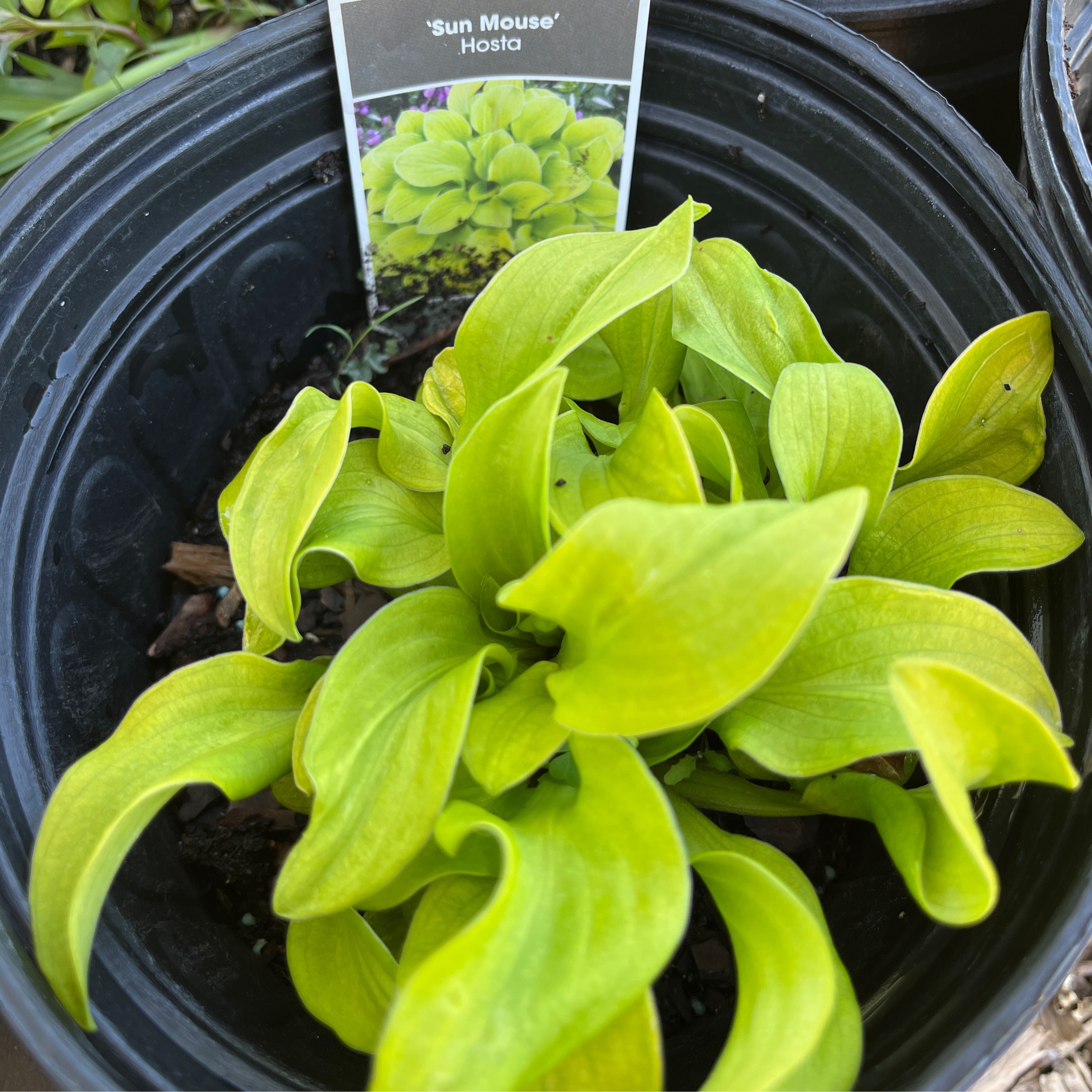 Hosta 'Sun Mouse' | Six Mile Nursery LLC
