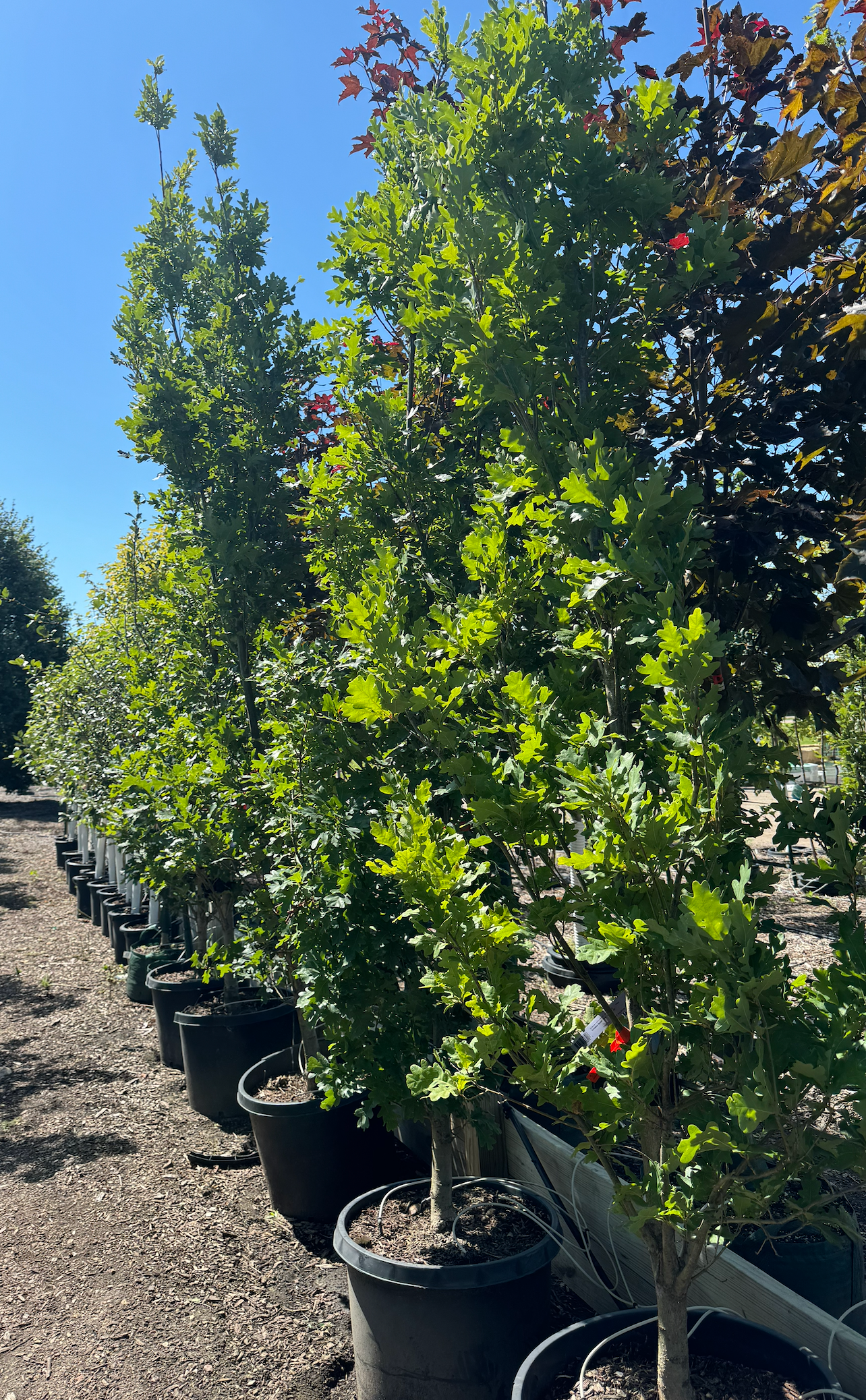 Quercus 'Crimson Spire' Oak | Six Mile Nursery LLC