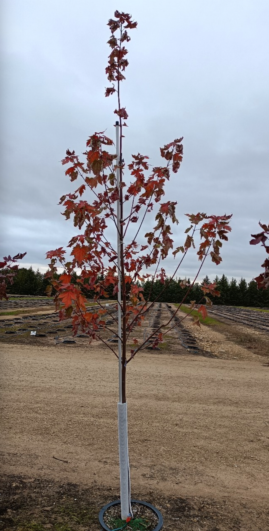 Acer x Jeffersred 'Autumn Blaze' Maple | Six Mile Nursery LLC