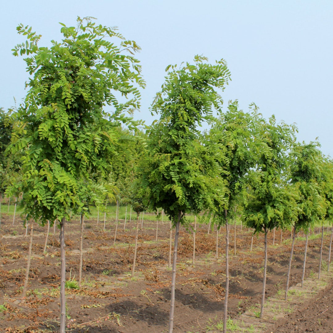 Robinia pseud 'Purple Robe' Locust | Six Mile Nursery LLC