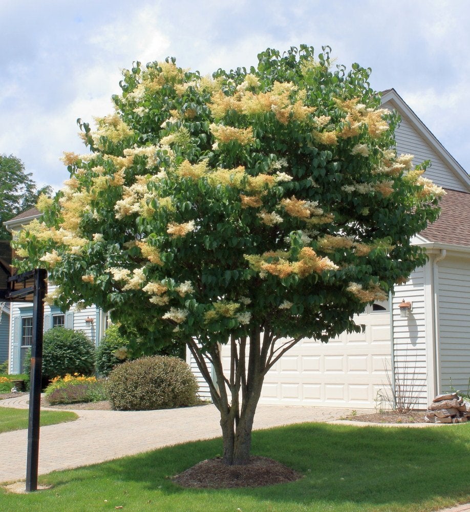 Syringa reticulata 'Ivory Silk' Japanese Tree Lilac- clump form | Six ...