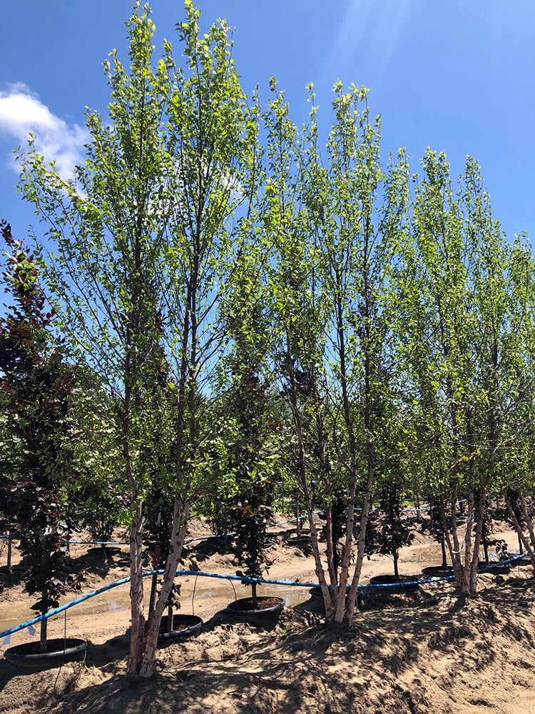 Betula niga 'Heritage' River Birch- clump form | Six Mile Nursery LLC