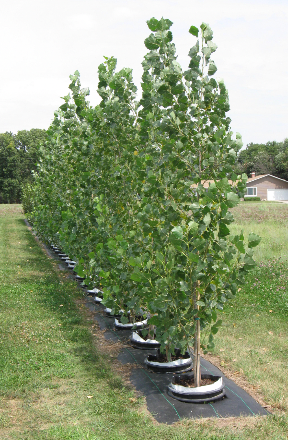 Populus deltoides 'Siouxland' Seedless Cottonwood | Six Mile Nursery LLC
