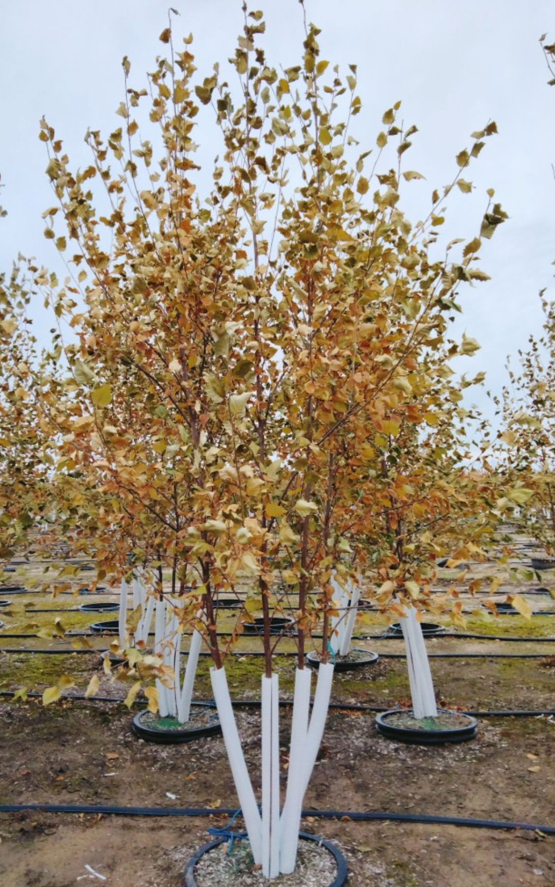 Betula niga 'Heritage' River Birch- clump form | Six Mile Nursery LLC