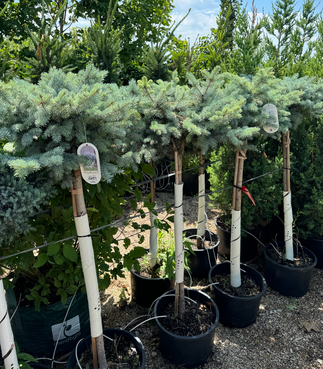 Blue Spruce 'Globosa'-grafted | Six Mile Nursery LLC