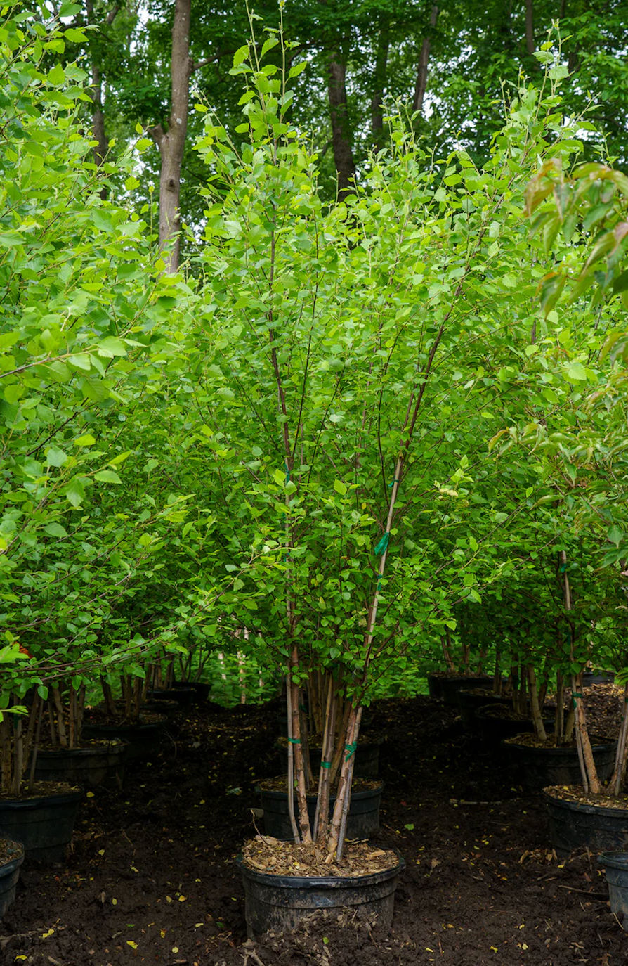 Betula niga 'Heritage' River Birch- clump form | Six Mile Nursery LLC
