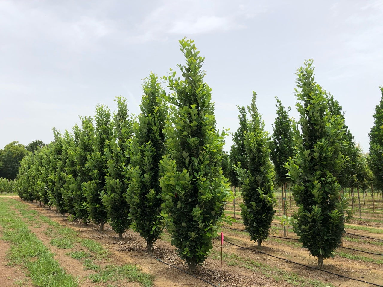 Quercus x 'Nadler' Kindred Spirit® Columnar Oak | Six Mile Nursery LLC