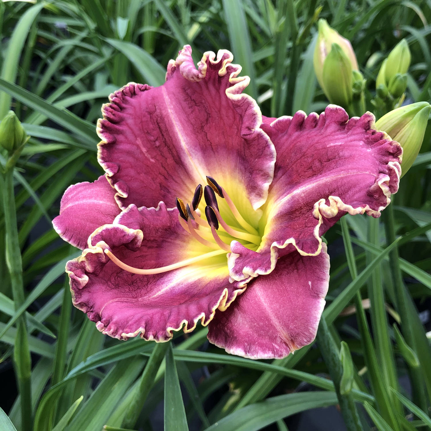 Hemerocallis 'Raspberry Eclipse' | Six Mile Nursery LLC