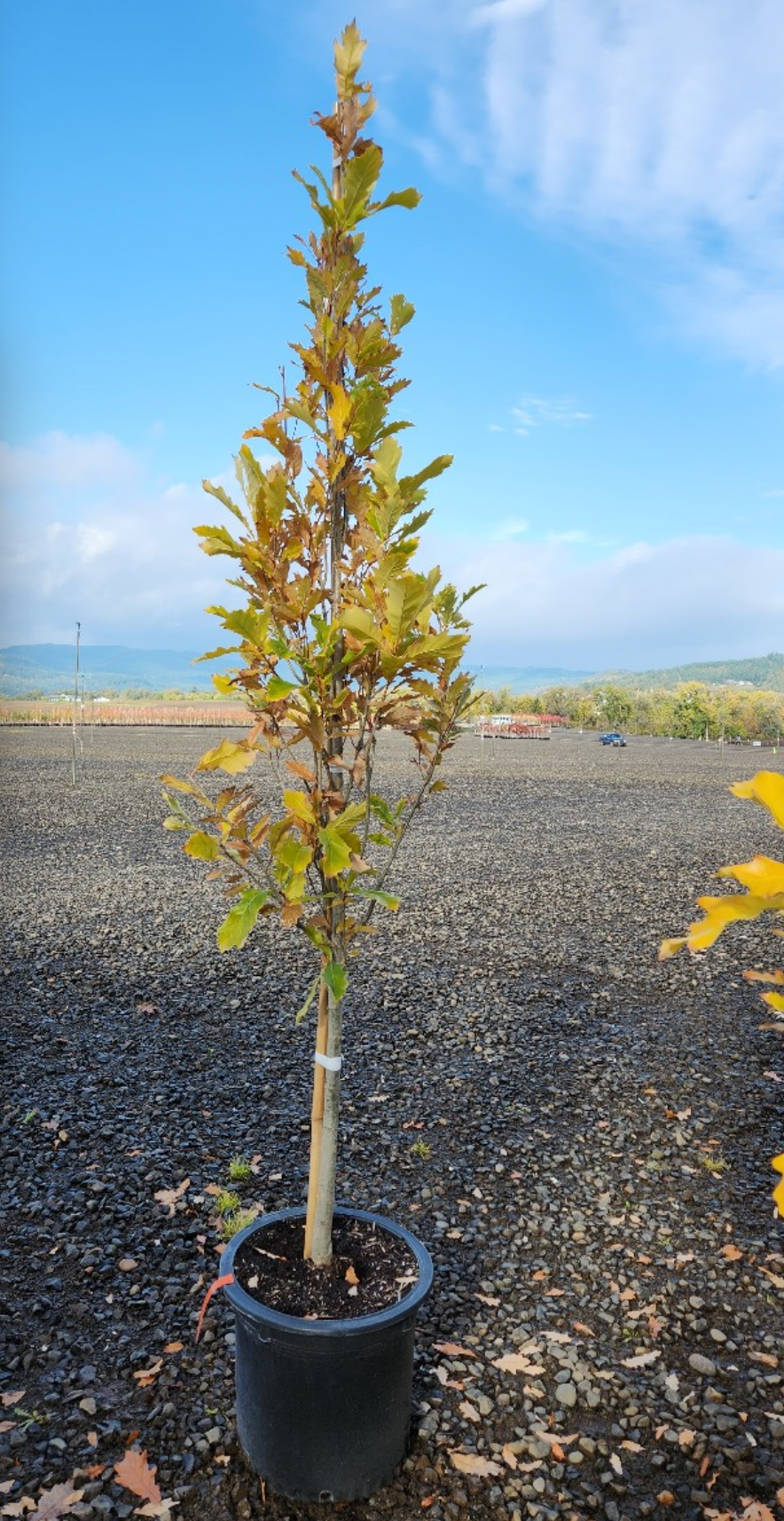 Quercus x 'Nadler' Kindred Spirit® Columnar Oak | Six Mile Nursery LLC