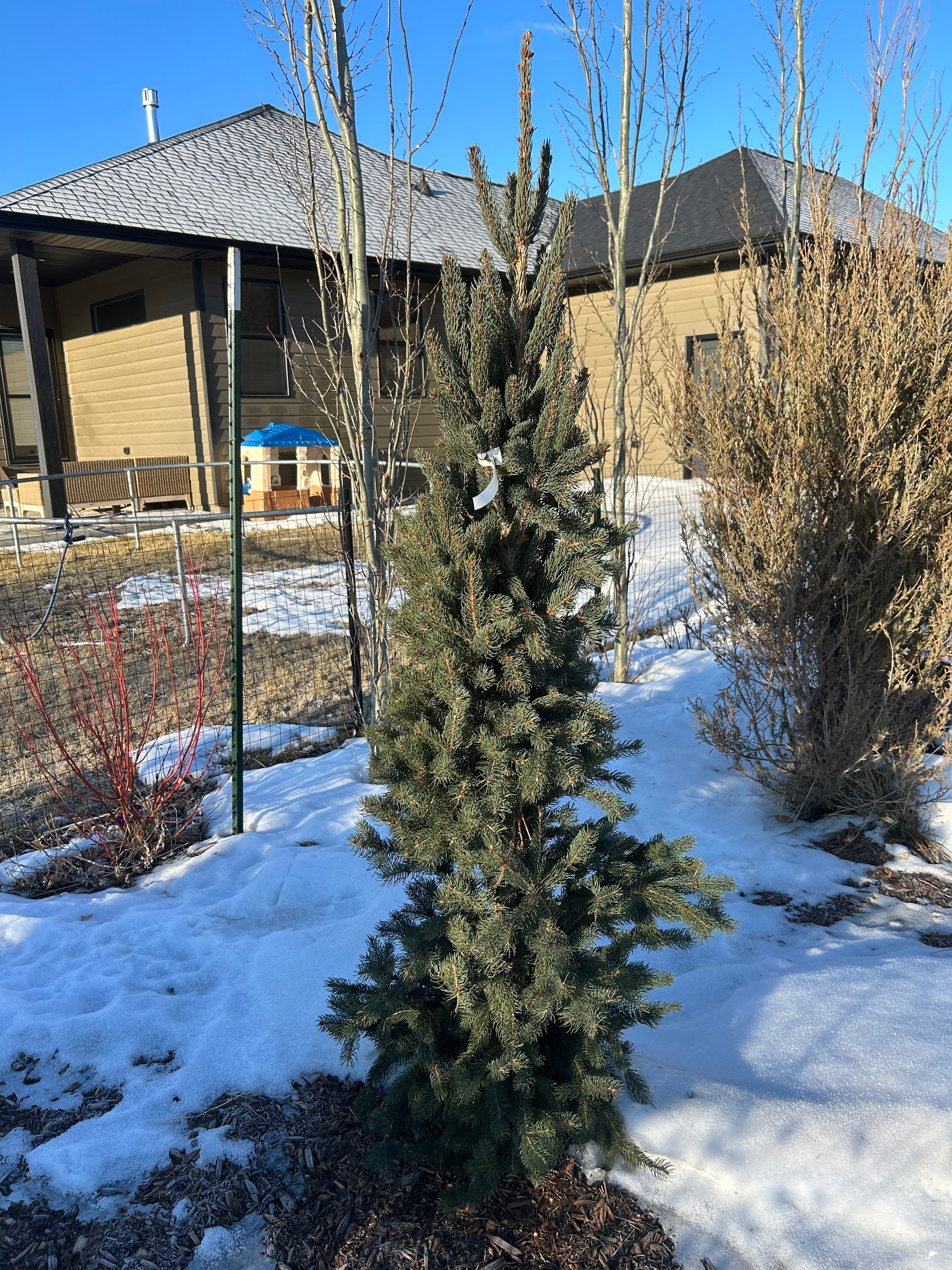 Picea abies 'Cupressina' Columnar Norway Spruce | Six Mile Nursery LLC