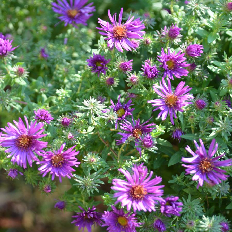 Aster 'Purple Dome' | Six Mile Nursery LLC