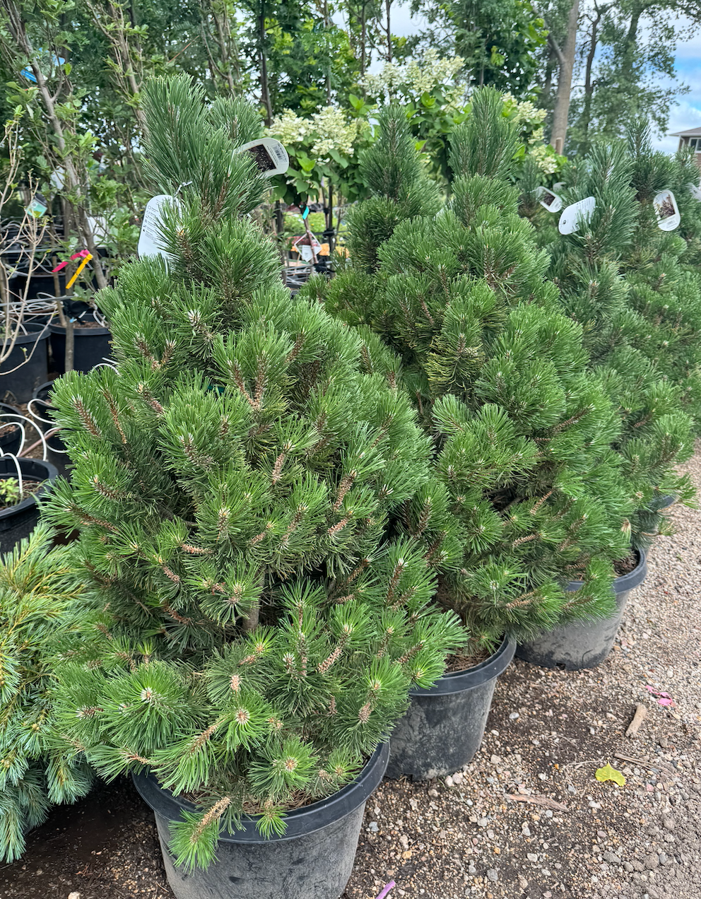 Pinus mugo 'Fastigiata' Mugo Pine | Six Mile Nursery LLC
