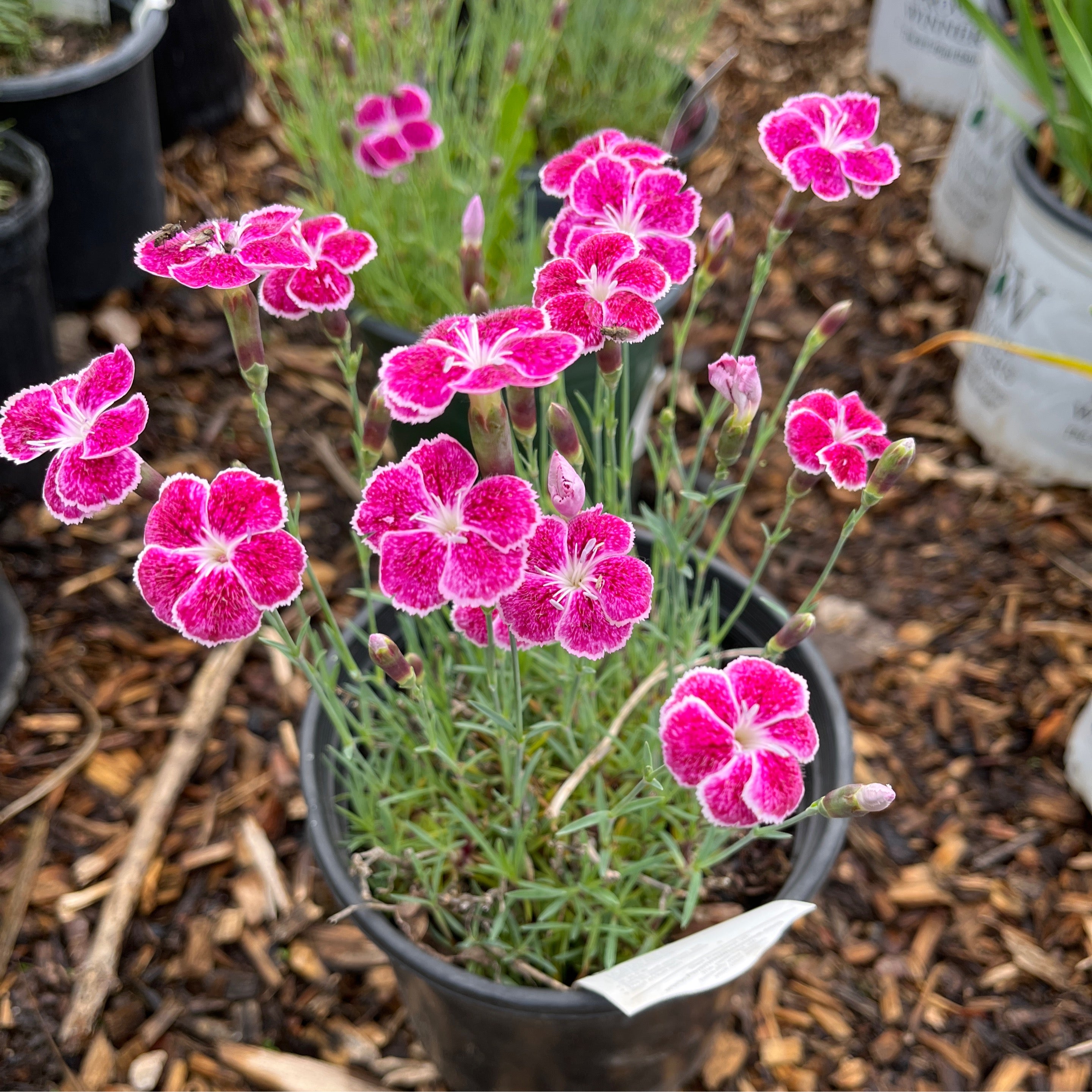Dianthus 'Fire and Ice' | Six Mile Nursery LLC