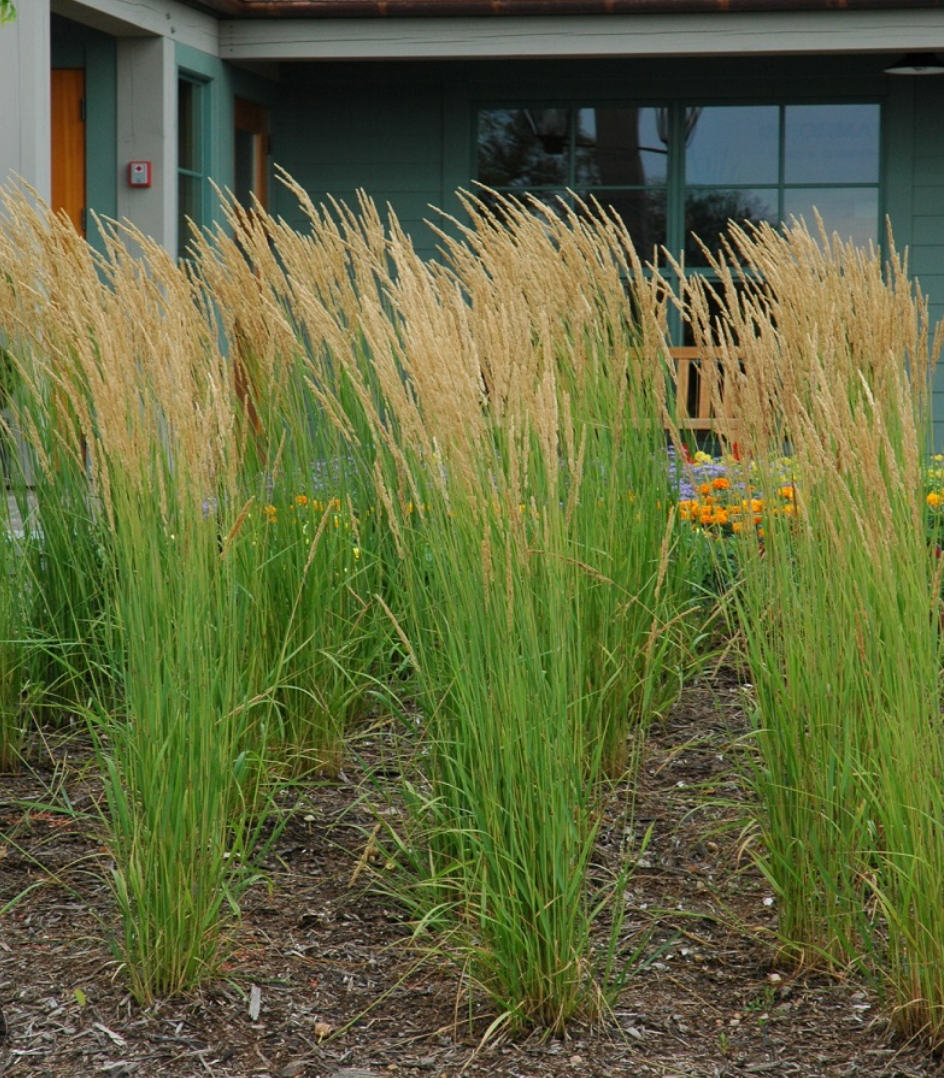 Feather Reed Grass 'Karl Foerster' | Six Mile Nursery LLC