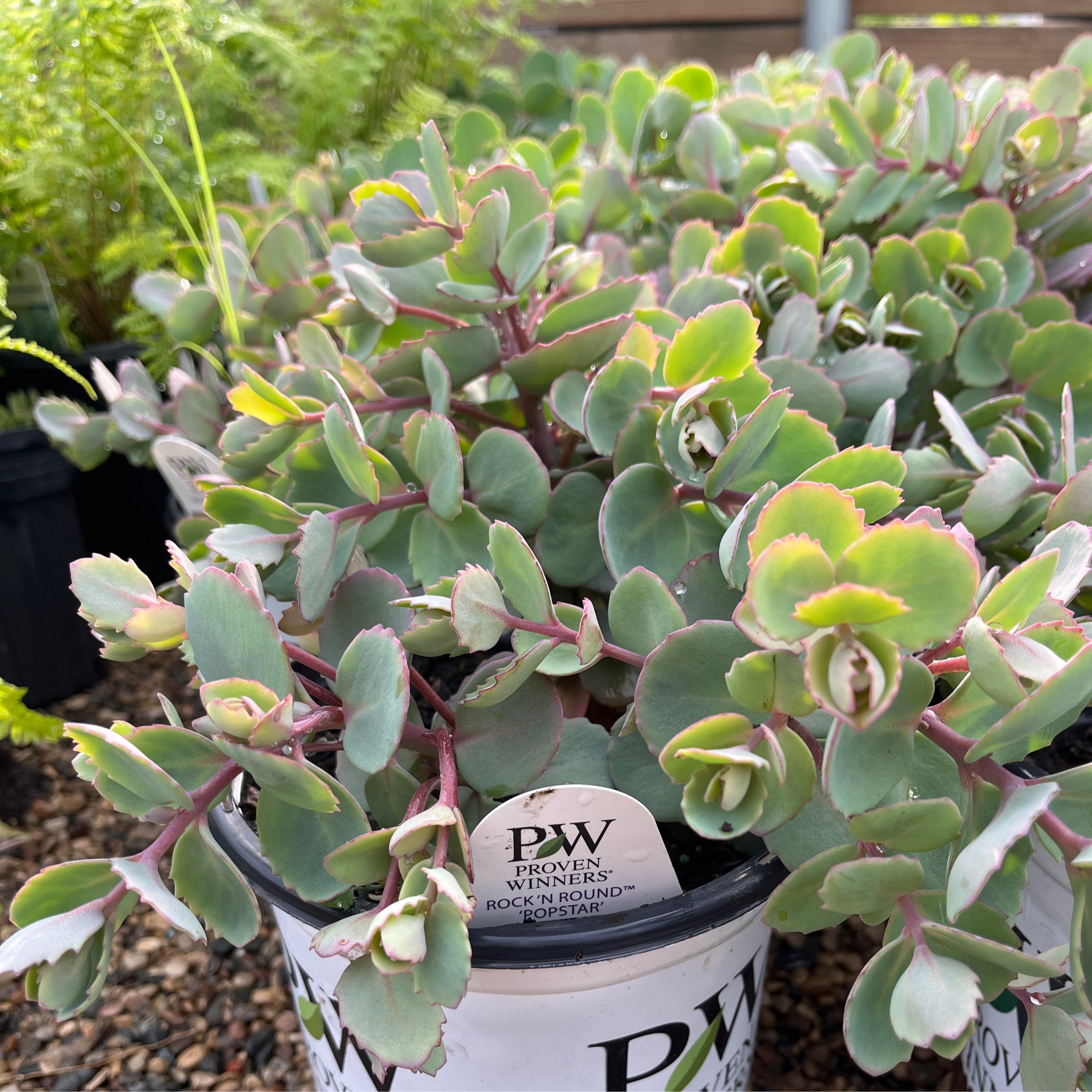 Sedum 'Popstar' | Six Mile Nursery LLC