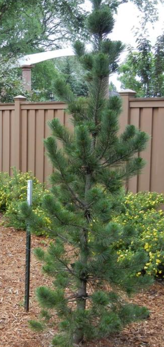 Pinus cembra 'Prairie Statesman' Swiss Pine | Six Mile Nursery LLC