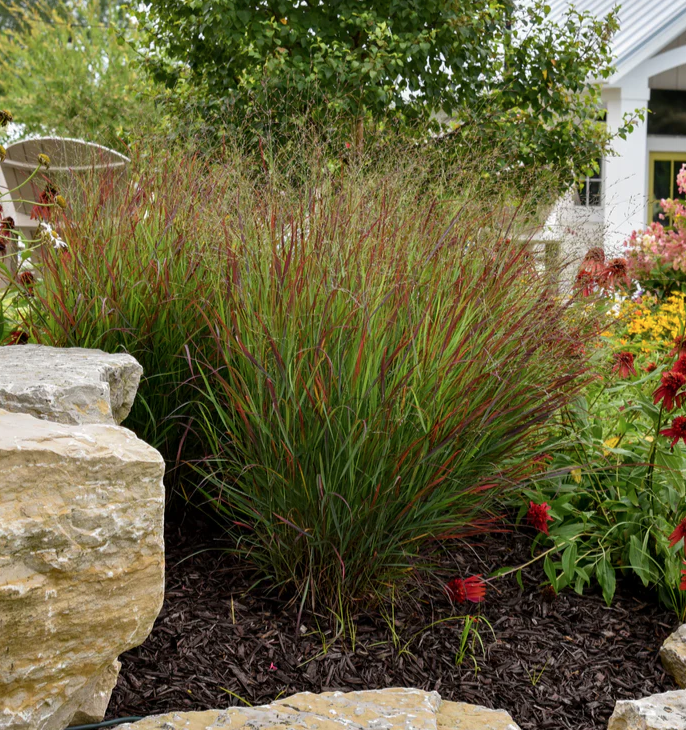 Switchgrass 'Cheyenne Sky' | Six Mile Nursery LLC