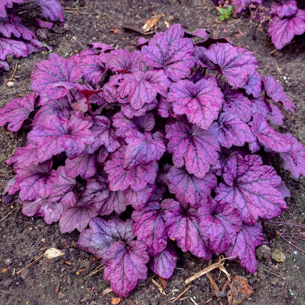 HEUCHERA 'Electric Plum' PPAF | Six Mile Nursery LLC