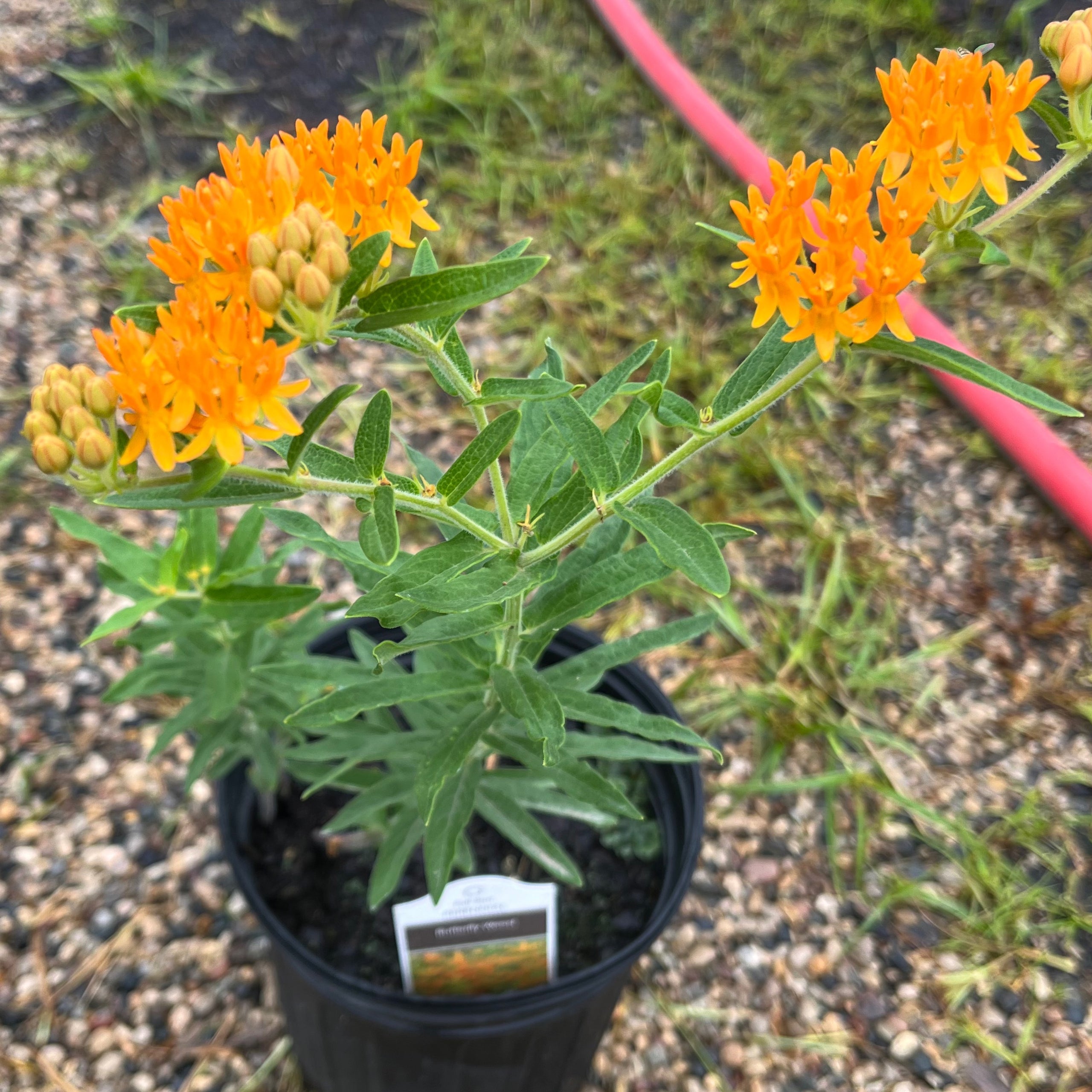 Asclepias tuberosa Butterfly Flower-orange | Six Mile Nursery LLC