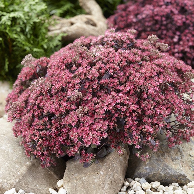 Sedum 'Dazzleberry' | Six Mile Nursery LLC