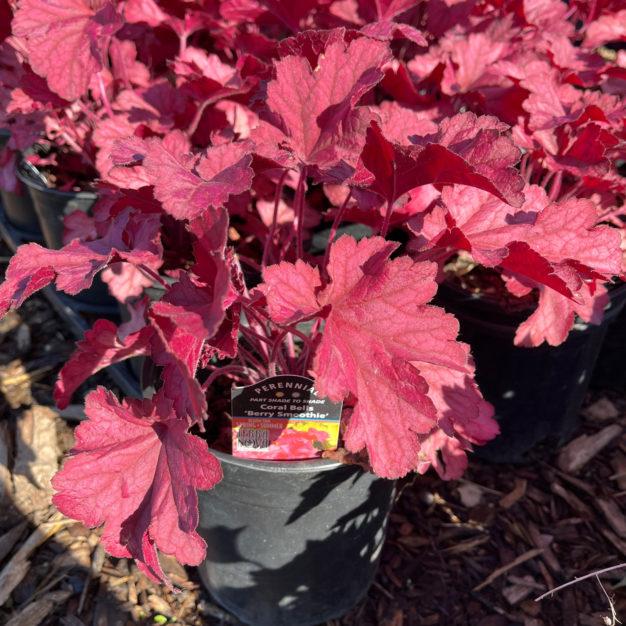 Heuchera 'Berry Smoothie' | Six Mile Nursery LLC Heuchera 'Berry Smoothie' | Six Mile Nursery LLC