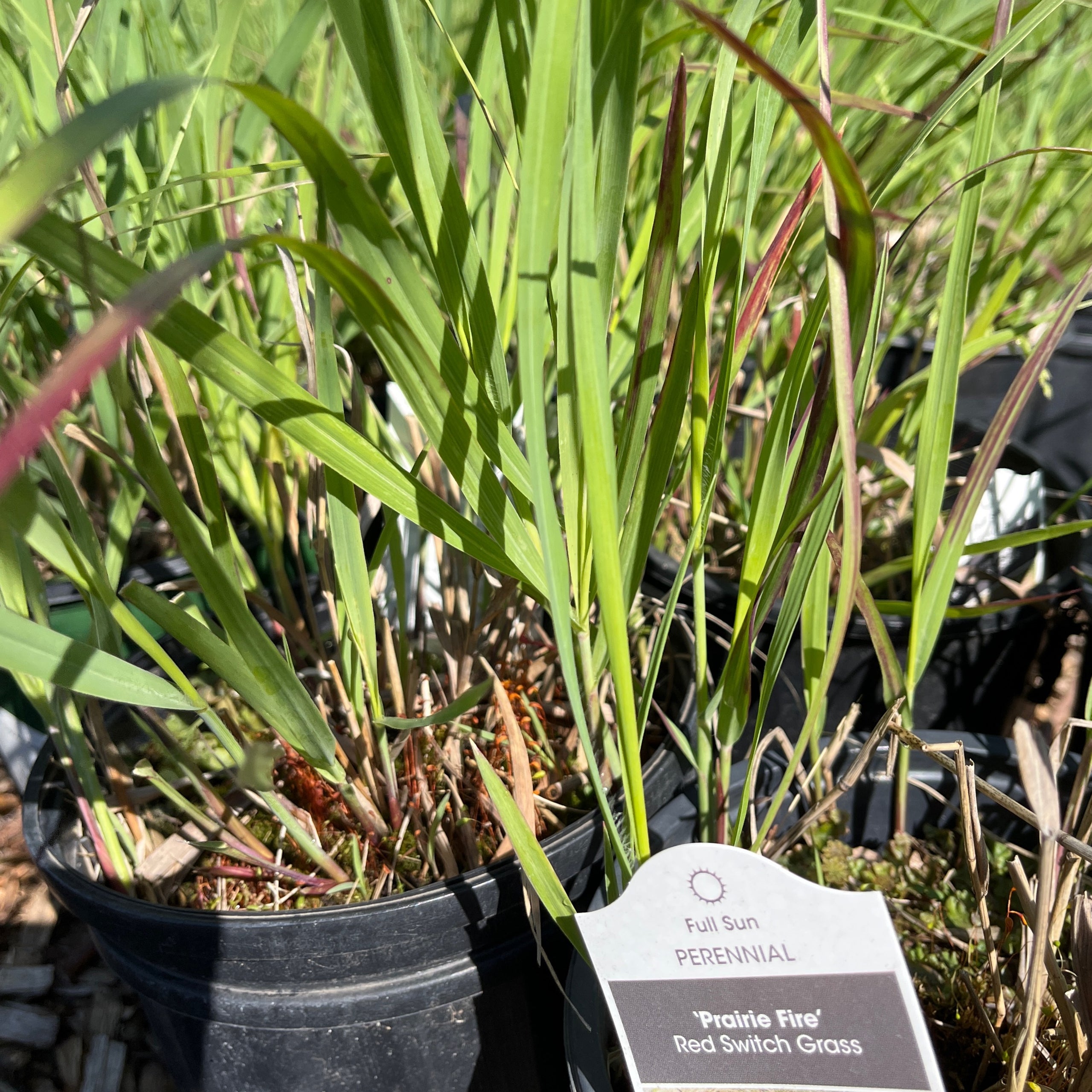 Grass - Switch Grass 'Prairie Fire' | Six Mile Nursery LLC