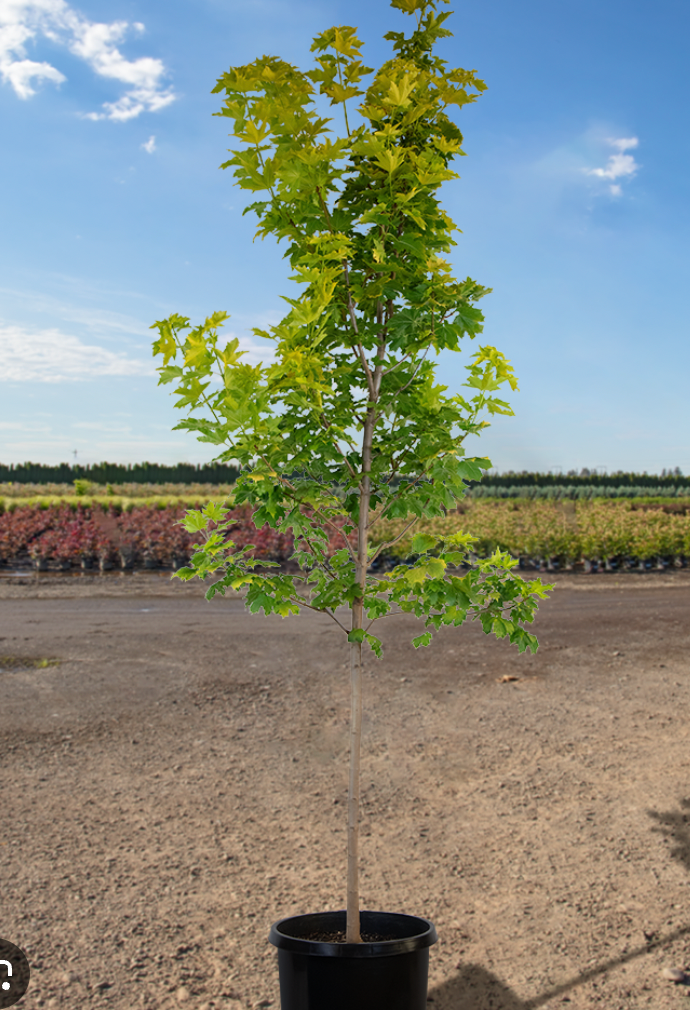 Acer plantanoides 'Princeton Gold' Maple | Six Mile Nursery LLC