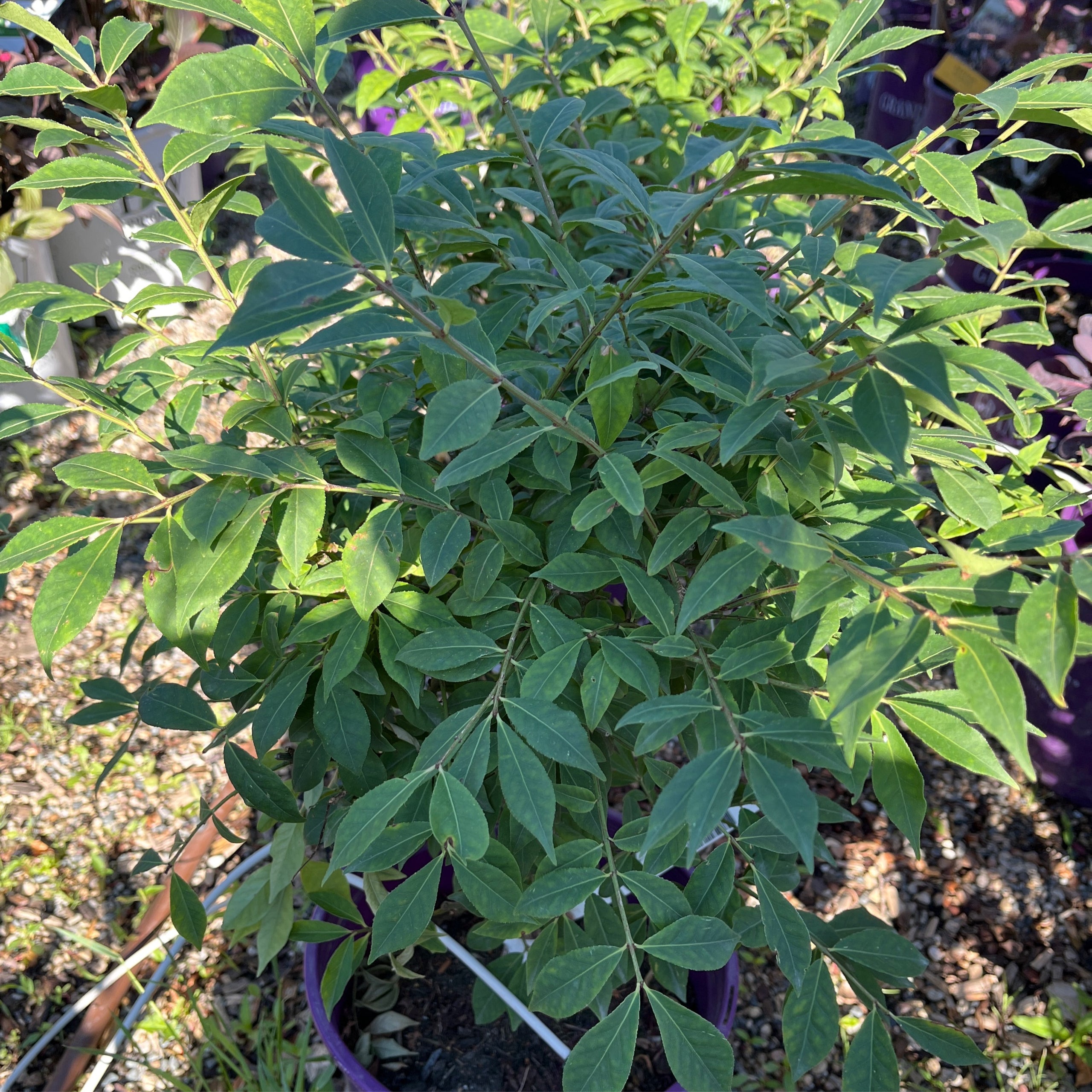 Euonymus 'Little Moses Burning Bush' | Six Mile Nursery LLC