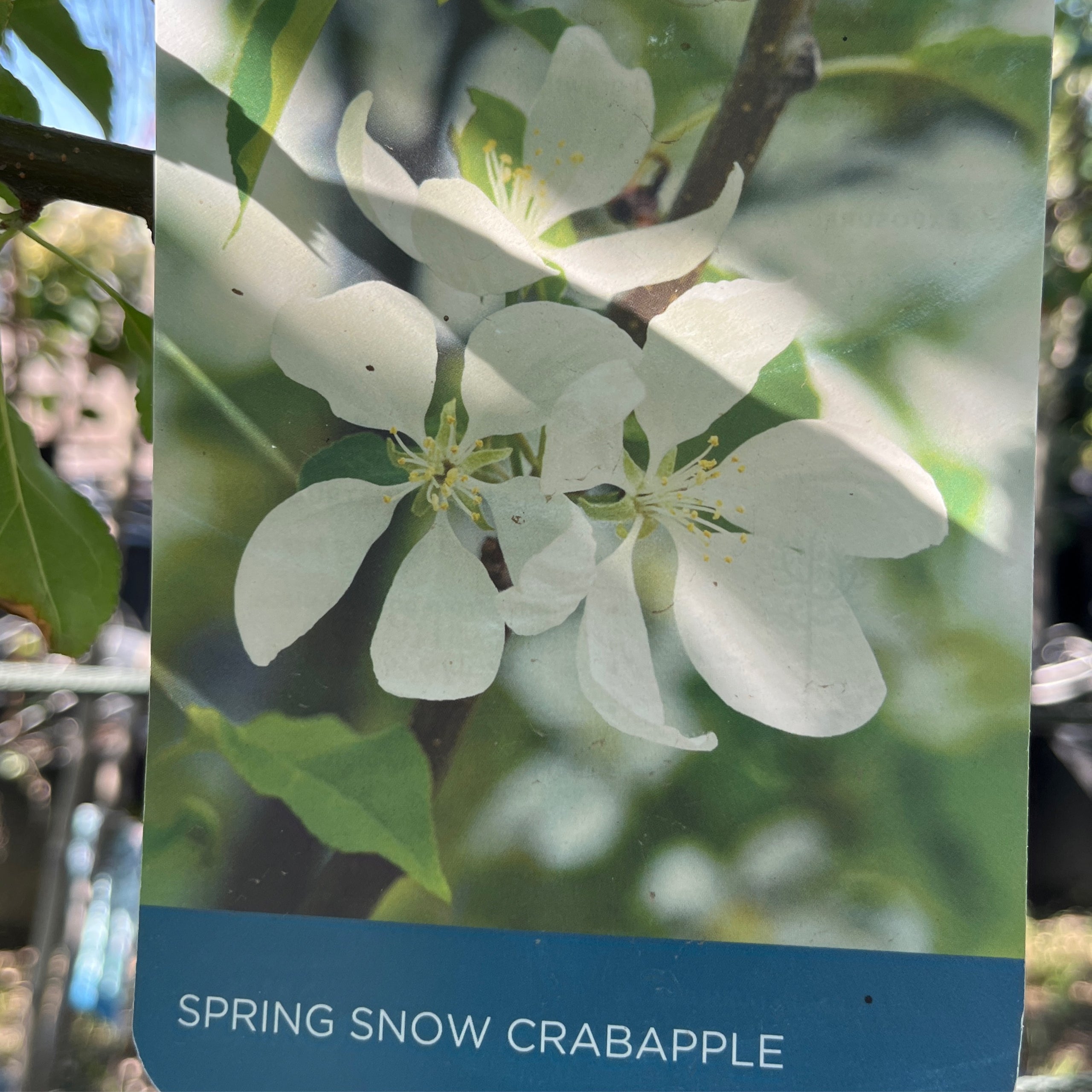Malus Spring Snow Crab-white | Six Mile Nursery LLC