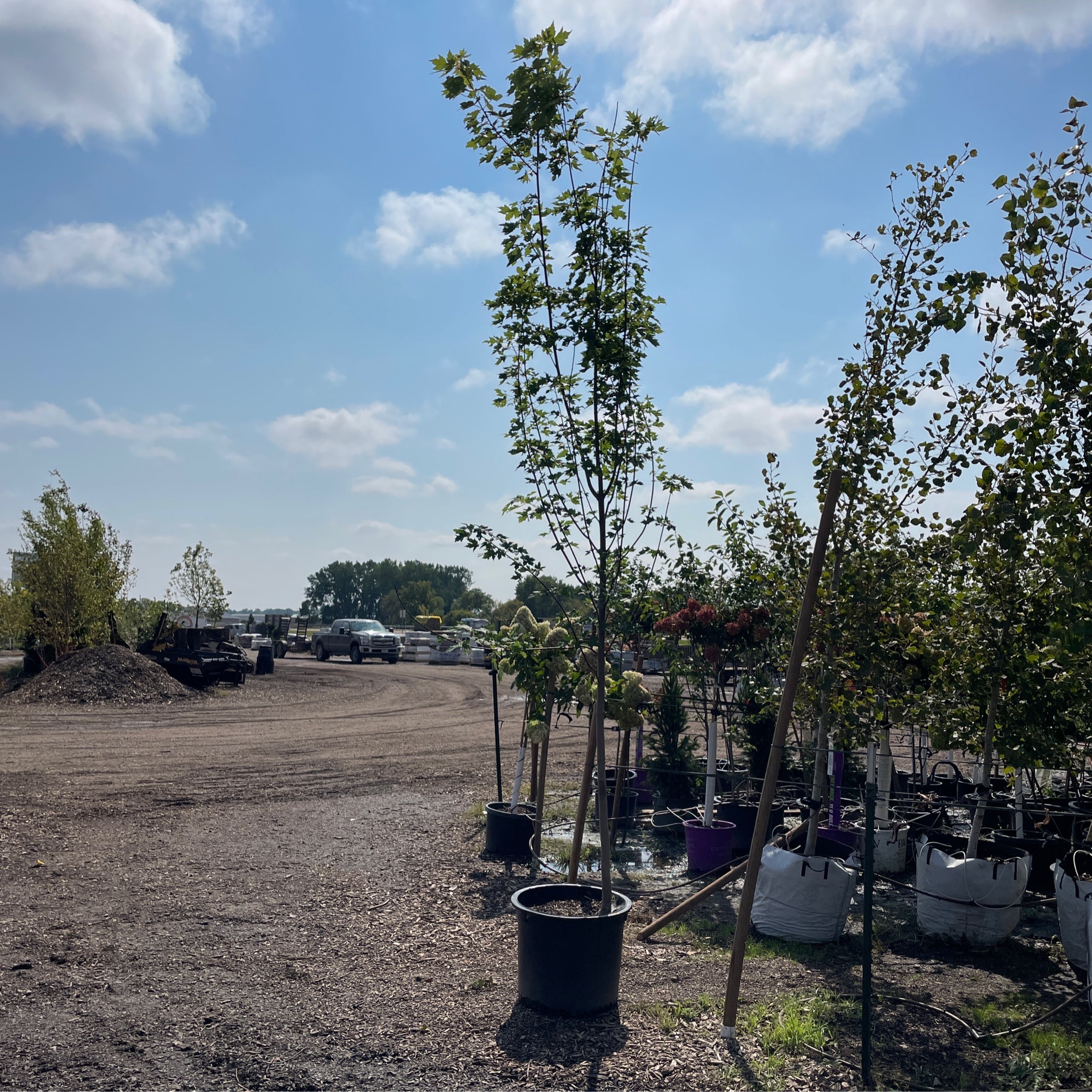 Acer x freemanii 'Matador' Maple | Six Mile Nursery LLC