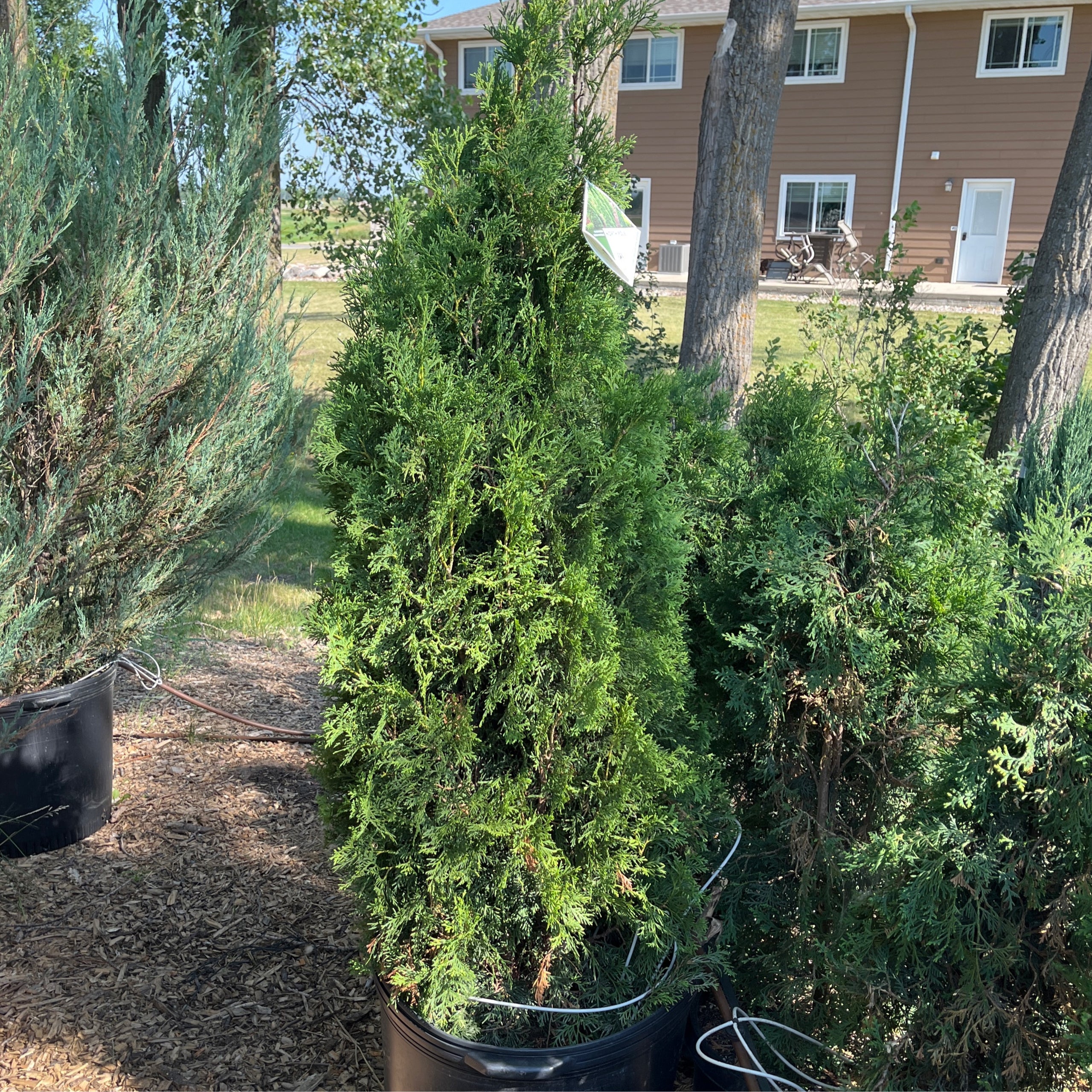 Arborvitae North Pole Six Mile Nursery Llc