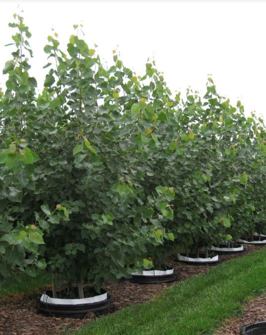 Populus tremuloides 'Prairie Gold' Aspen- clump form | Six Mile Nursery LLC