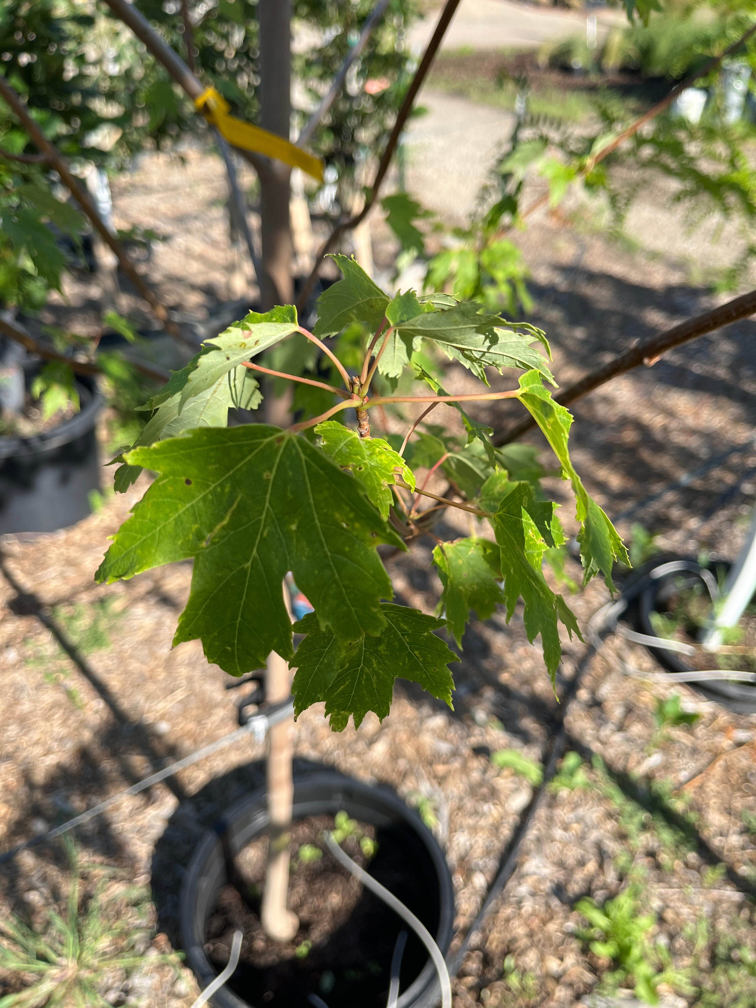 Acer x freemanii Firefall® Maple 1 1/4" | Six Mile Nursery LLC