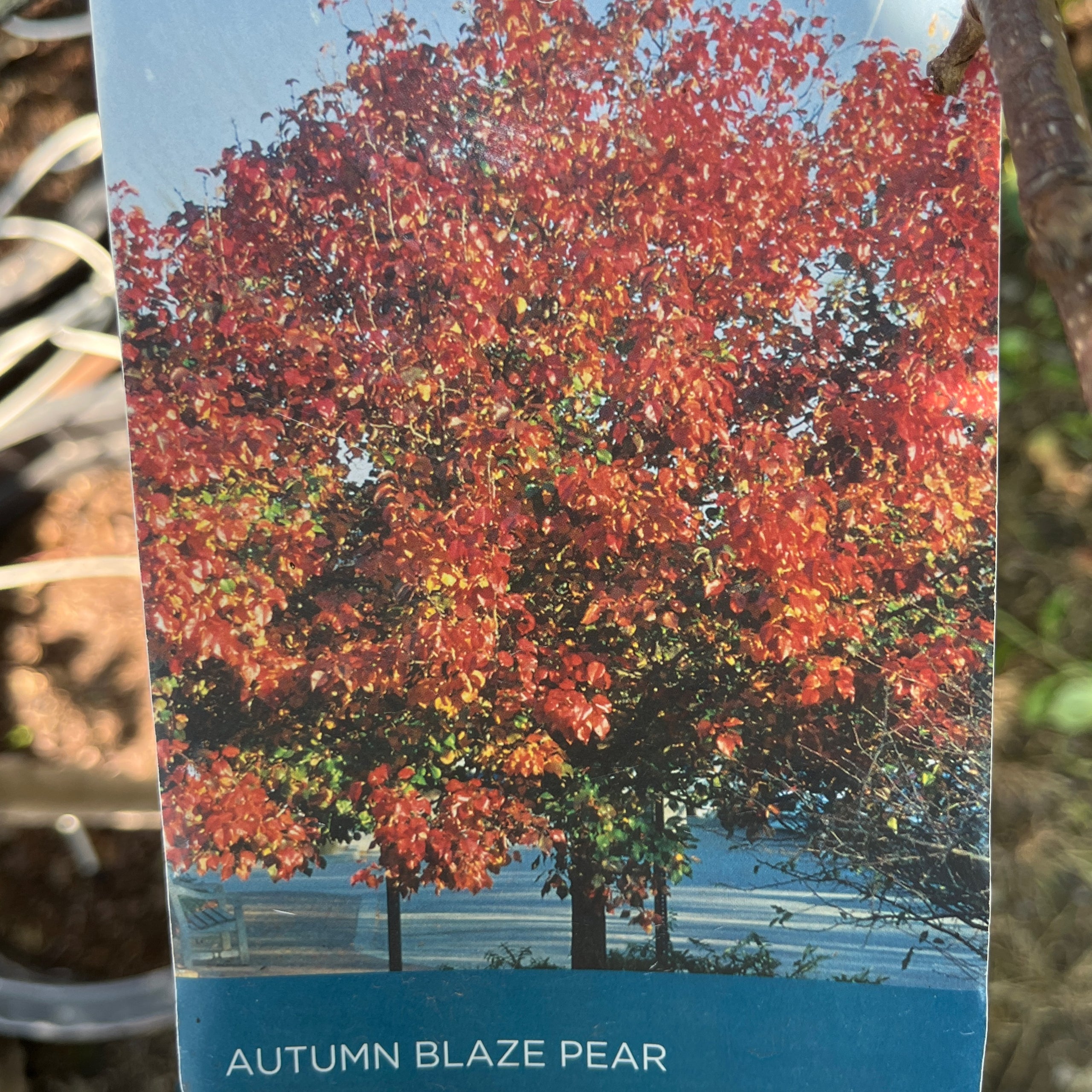 Pyrus callyera 'Autumn Blaze' Pear | Six Mile Nursery LLC