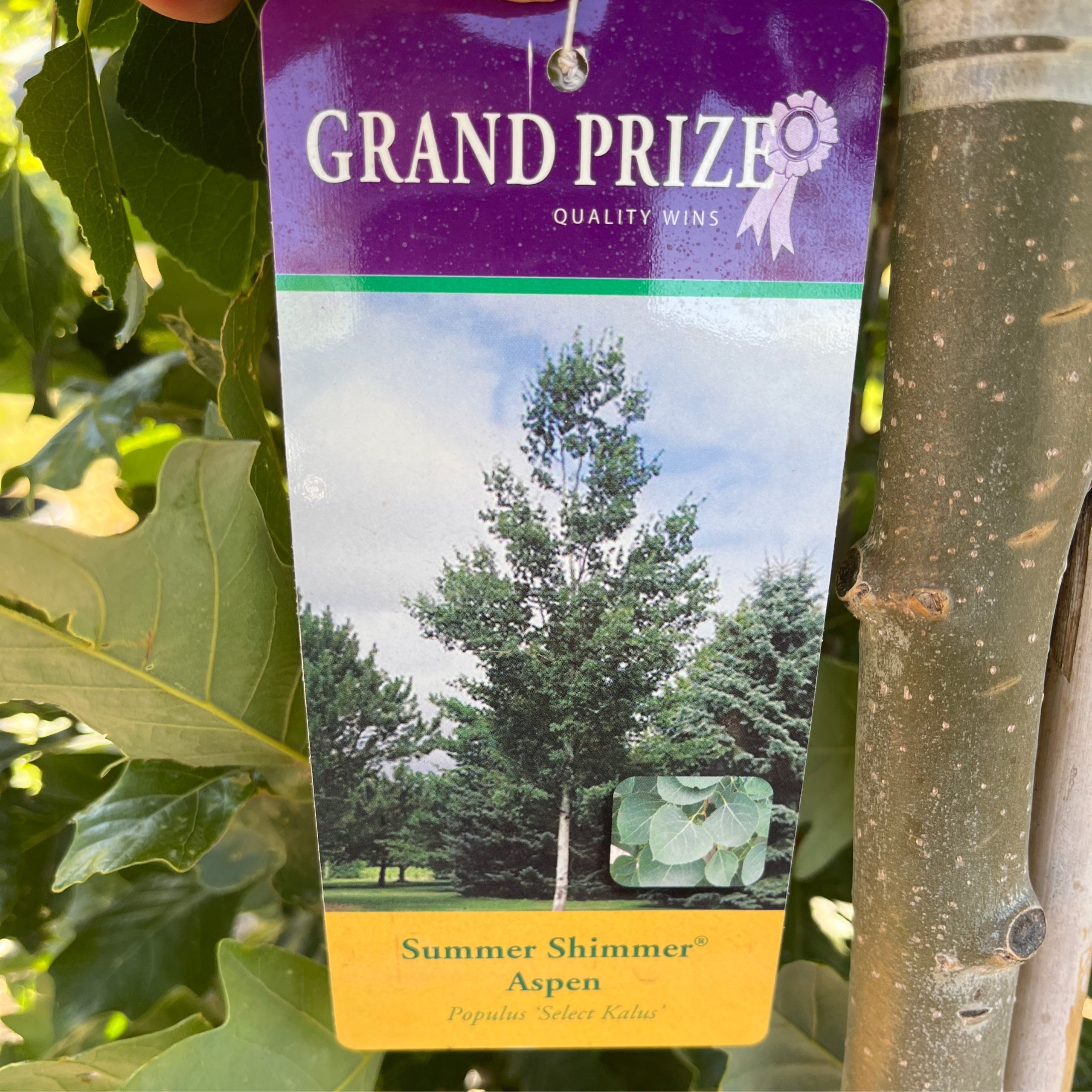 Populus tremula 'Summer Shimmer' | Six Mile Nursery LLC