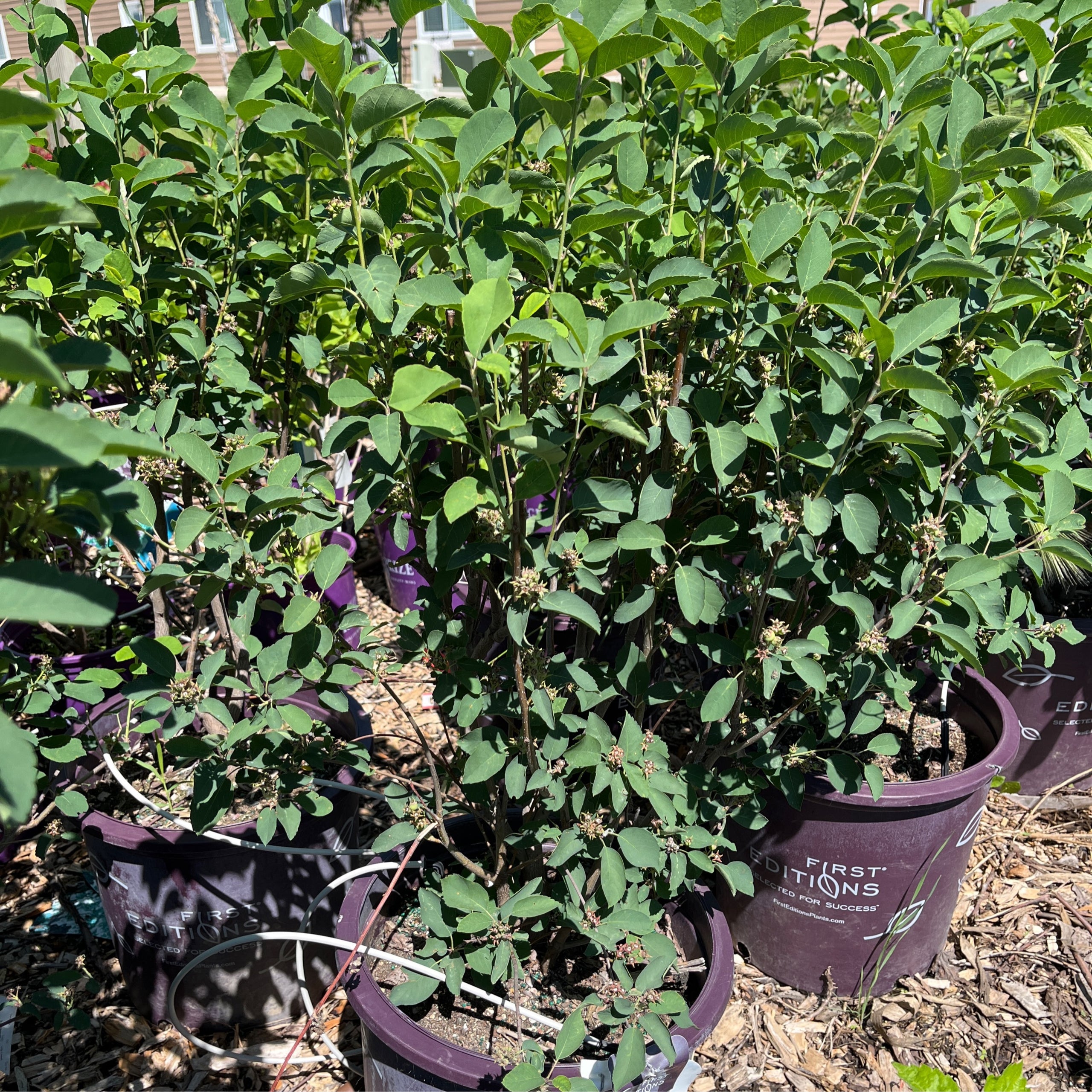Serviceberry 'Standing Ovation' | Six Mile Nursery LLC Serviceberry 'Standing Ovation' | Six Mile Nursery LLC