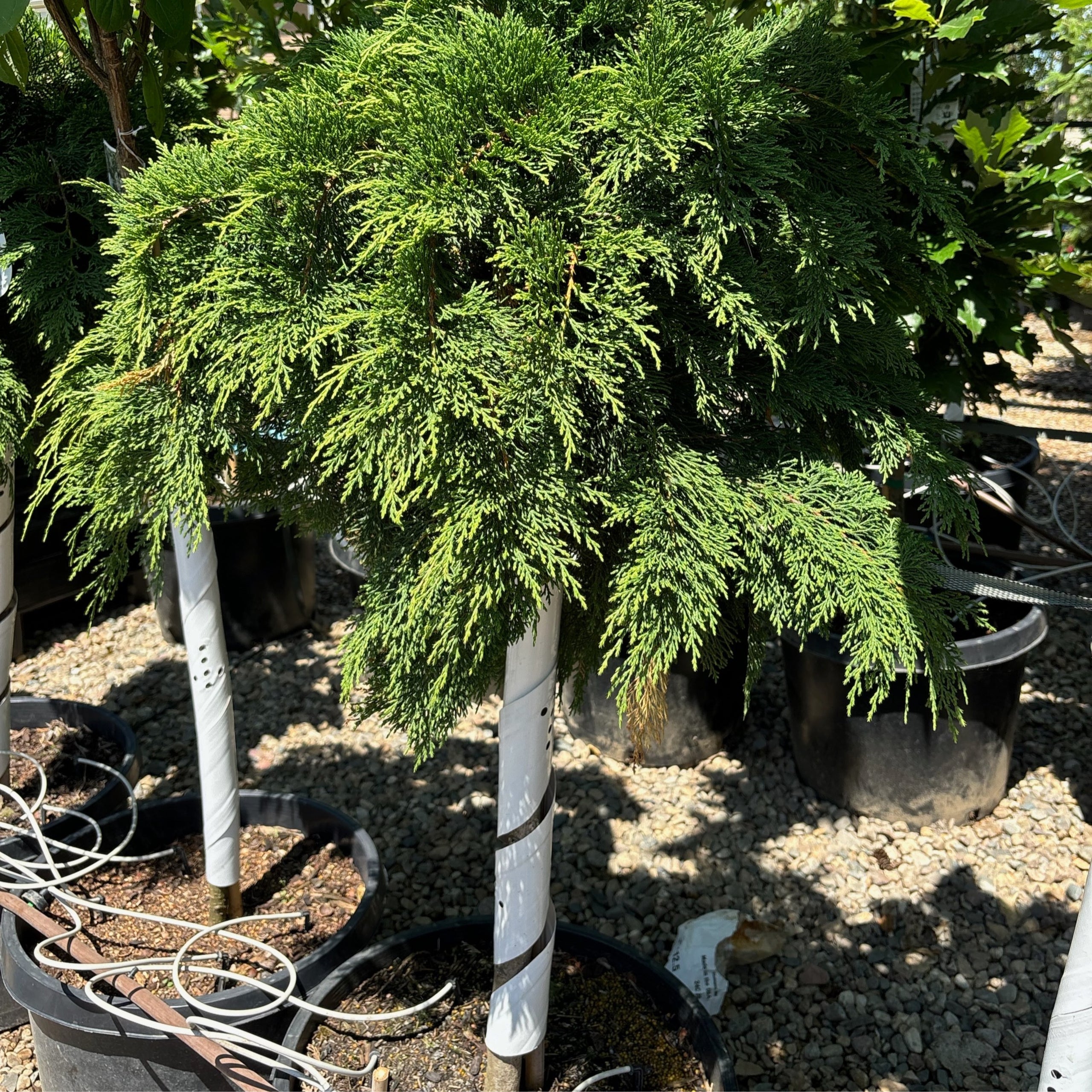 Russian Cypress Grafted Six Mile Nursery Llc