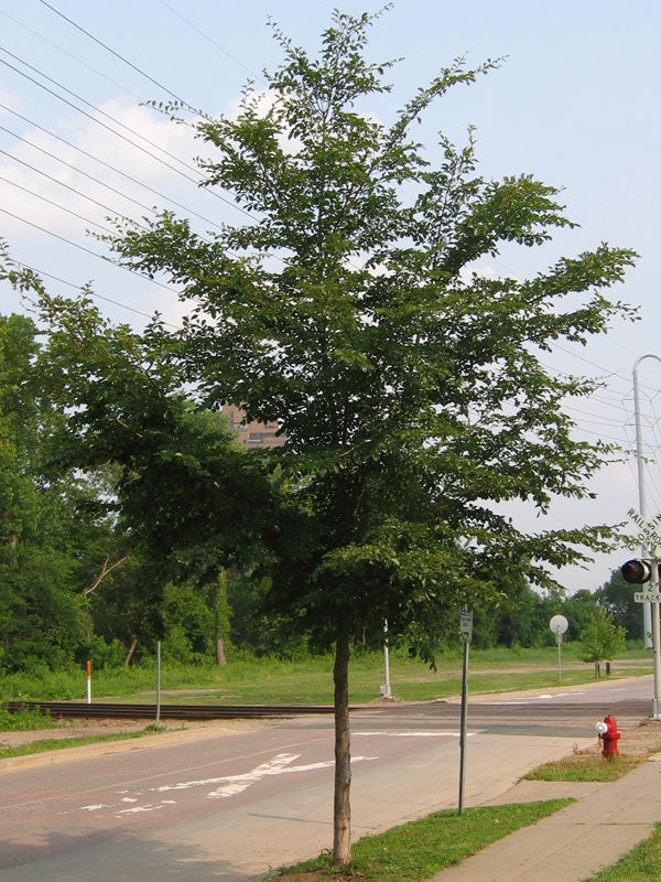 Ulmus 'Triumph' Elm | Six Mile Nursery LLC