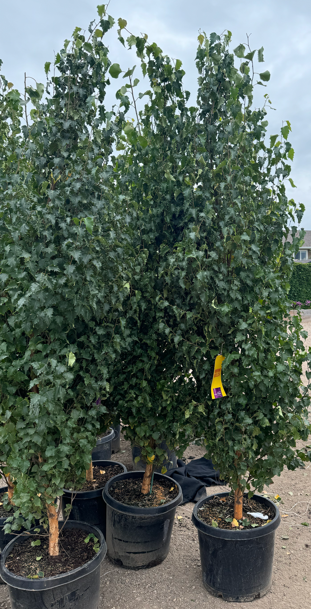 Betula platyphylla 'Jefpark' Parkland Pillar Birch | Six Mile Nursery LLC