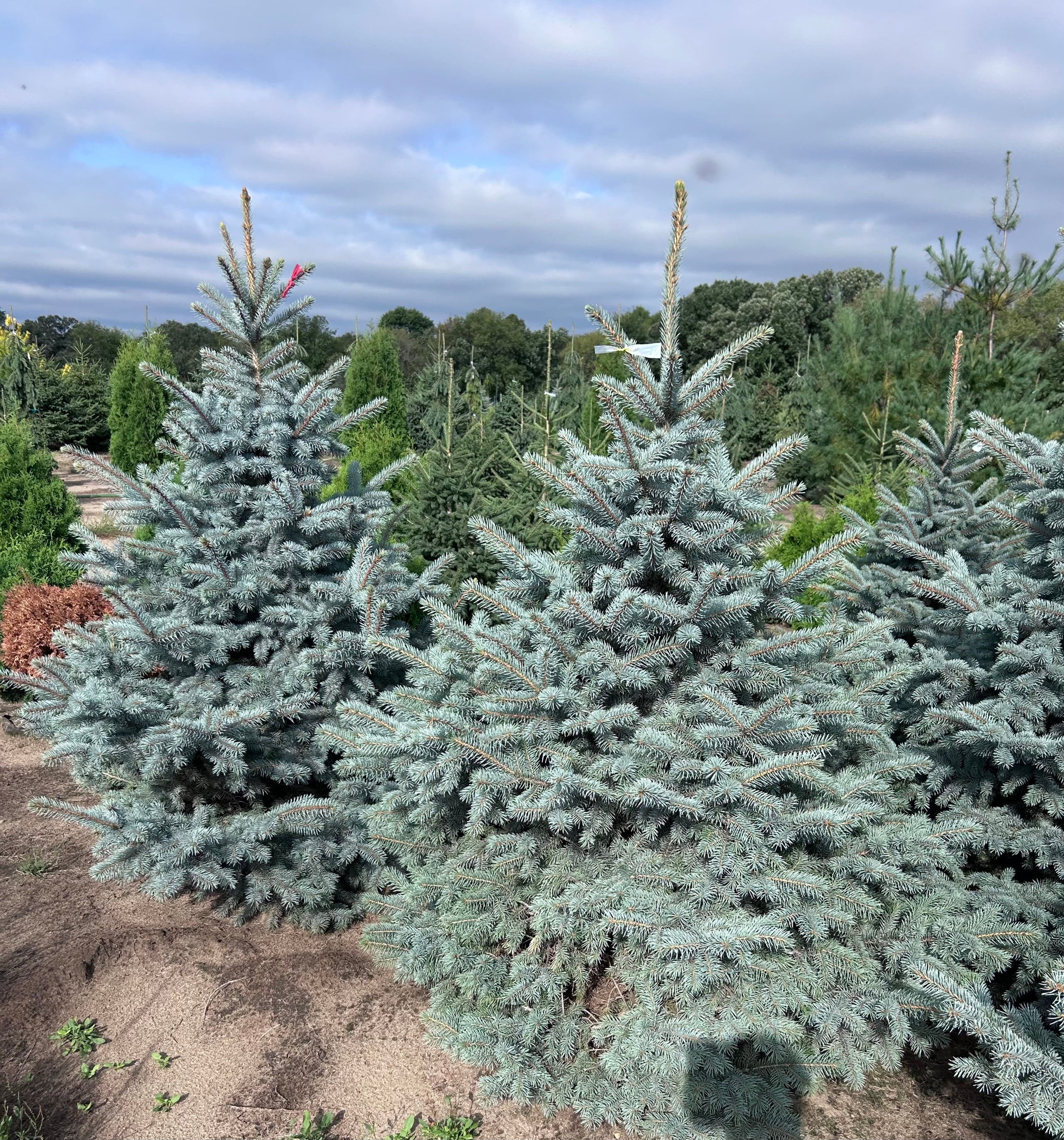 Picea pungens 'Baby Blue' Spruce | Six Mile Nursery LLC